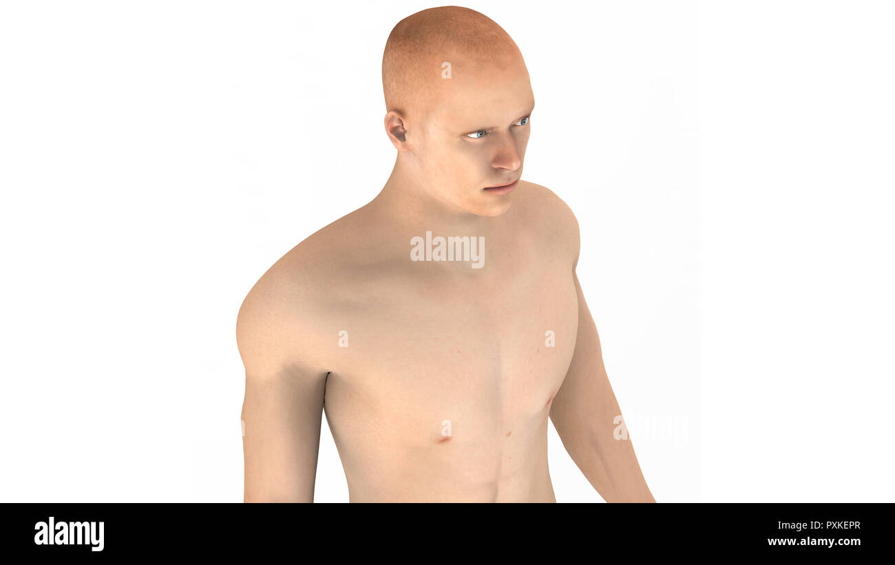 Human Male Body Anatomy Stock Photo - Alamy