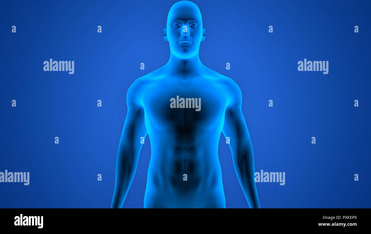 Human Male Body Anatomy Stock Photo - Alamy