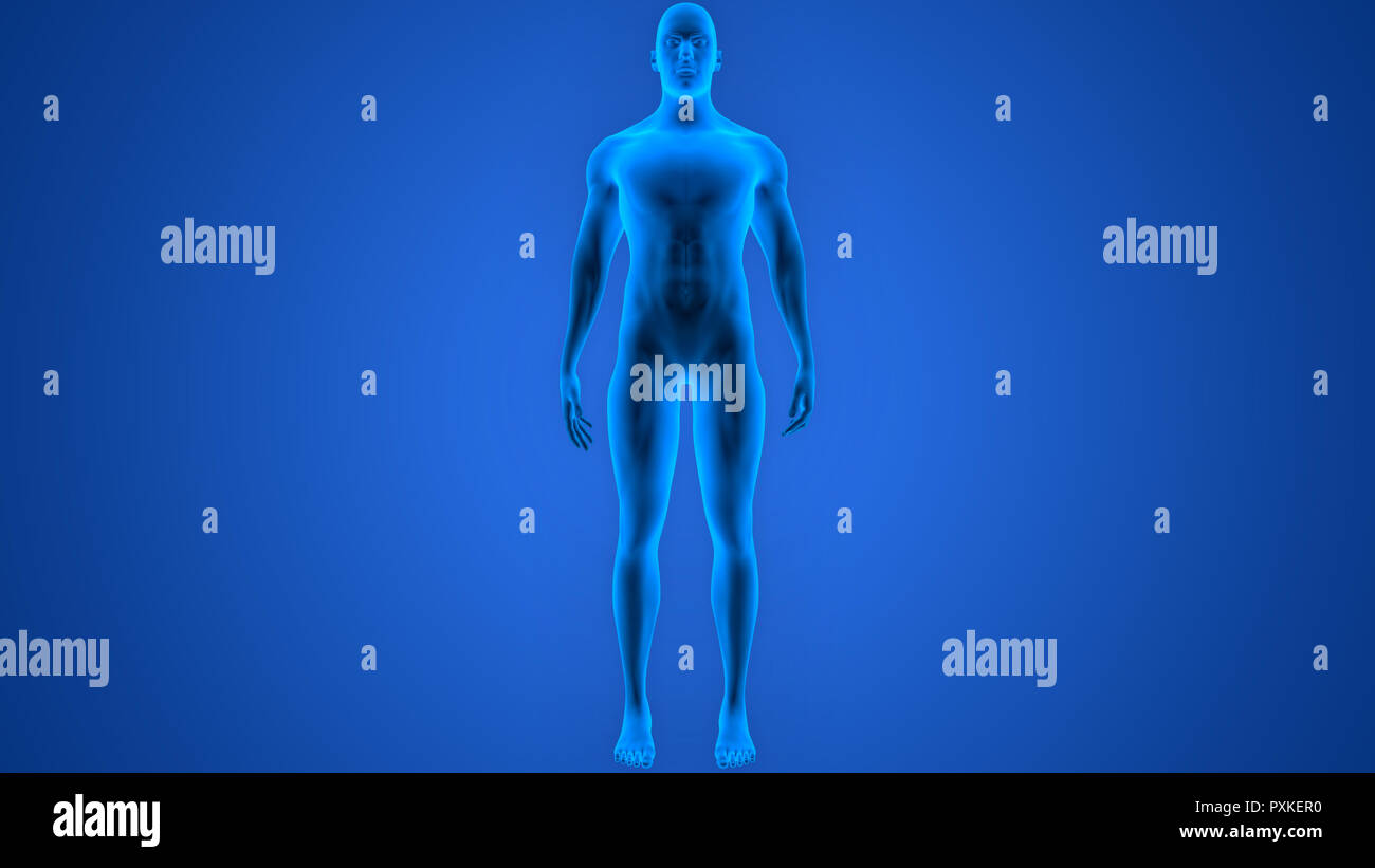 Human Male Body Anatomy Stock Photo - Alamy