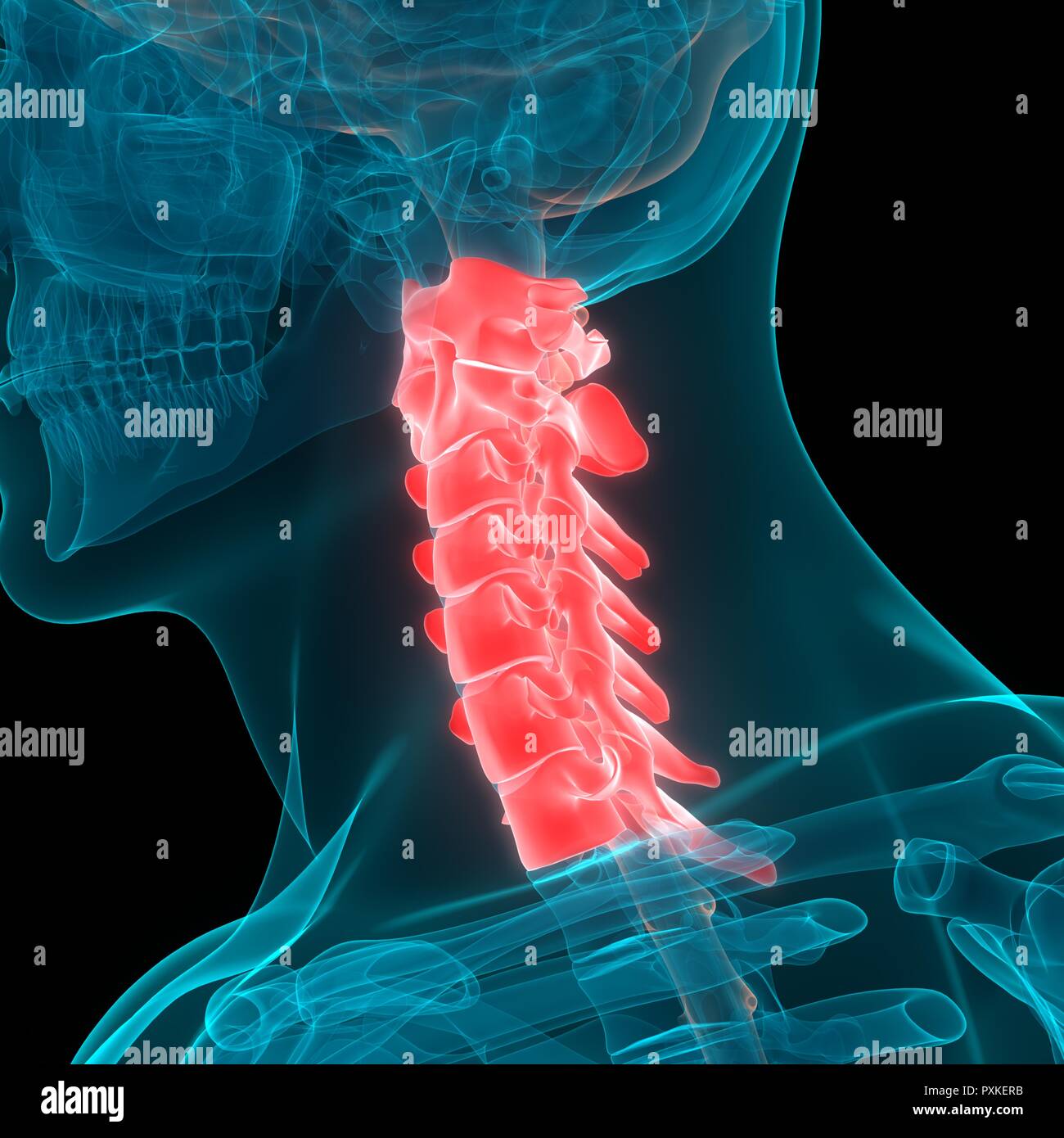 Human Skeleton System Vertebral Column Cervical Vertebrae Anatomy Stock ...