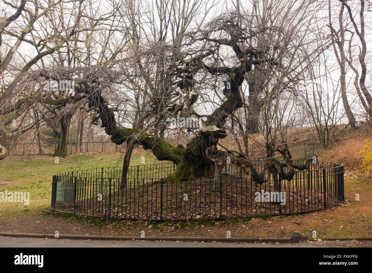 American elm trees hi-res stock photography and images - Alamy