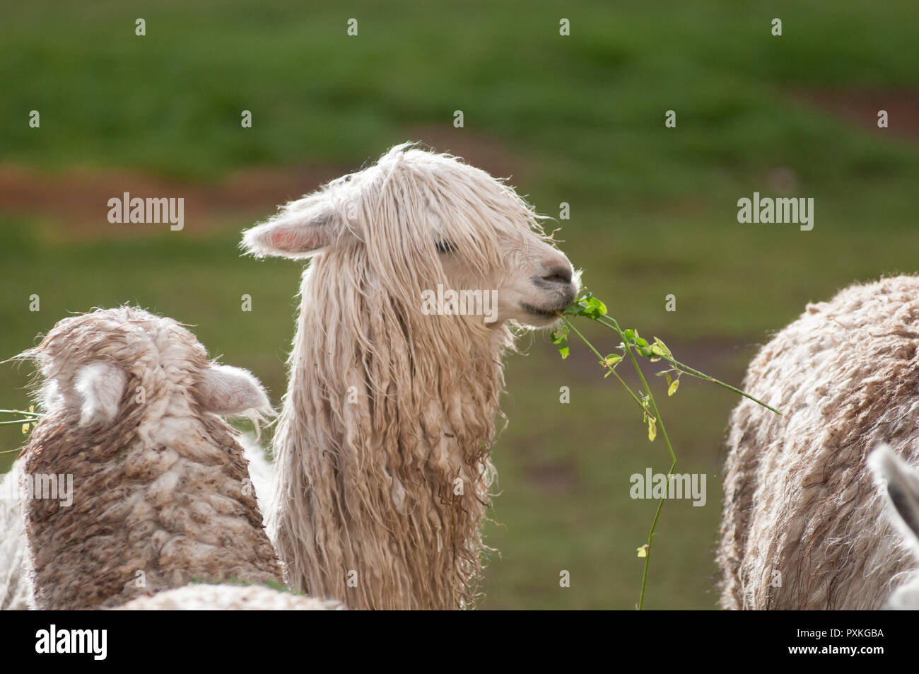 Camelides hi-res stock photography and images - Alamy