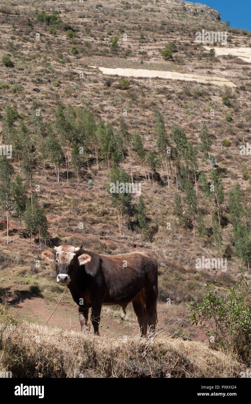 On the heights of Lamay Stock Photo - Alamy