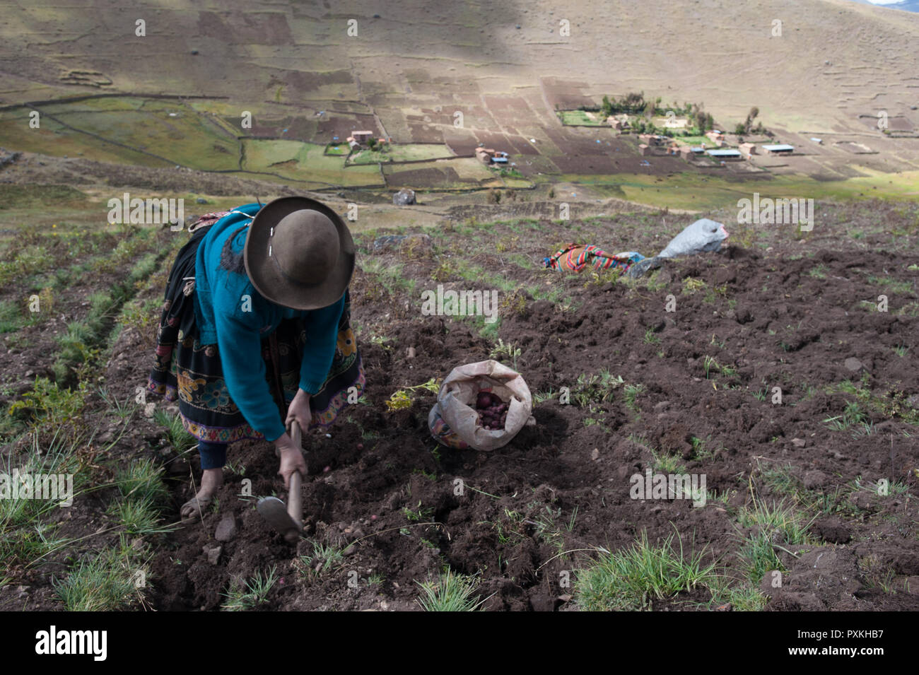 The CIP, the International Potato Center with headquarters in Lima is ...