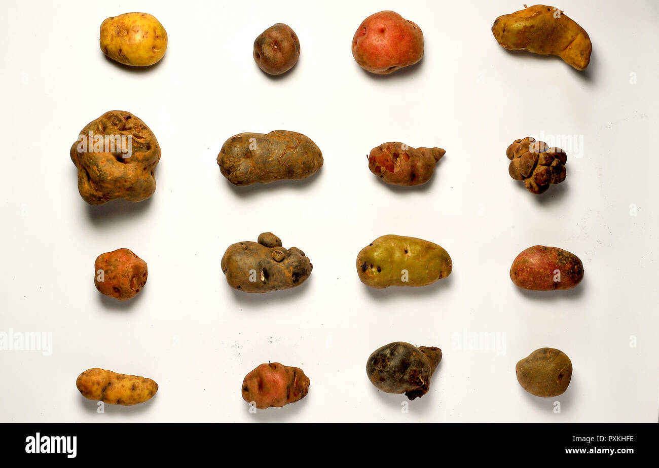 Native potato varieties peru hi-res stock photography and images - Alamy