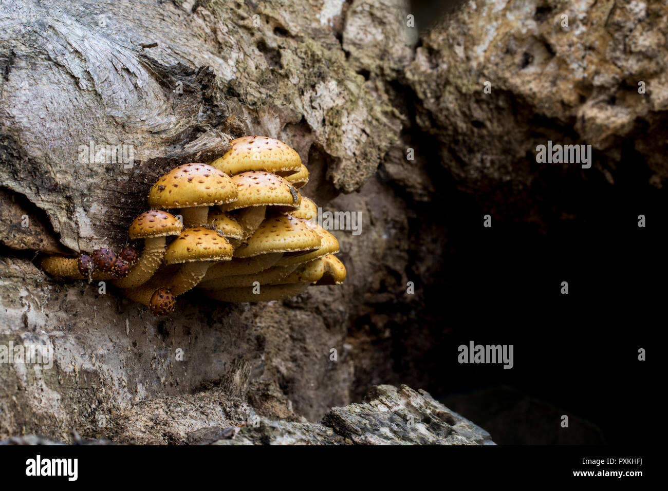 Group of yellow mushrooms sprouting from a dead tree. Wood decomposing ...