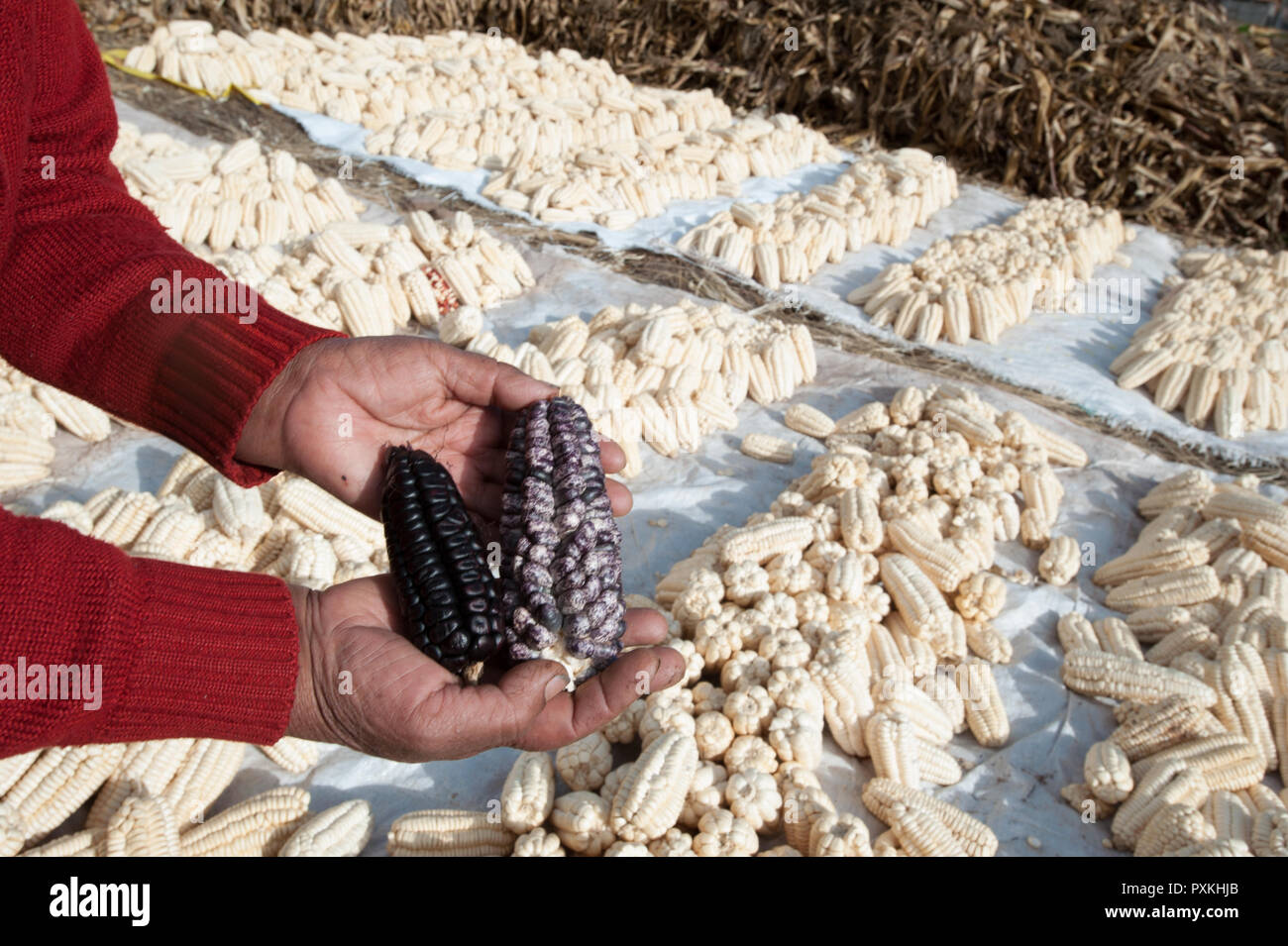 White maize hi-res stock photography and images - Alamy
