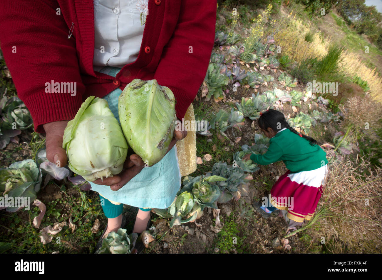 From a country garden in the Peruvian Andean area, Pamparomas. Ancash ...