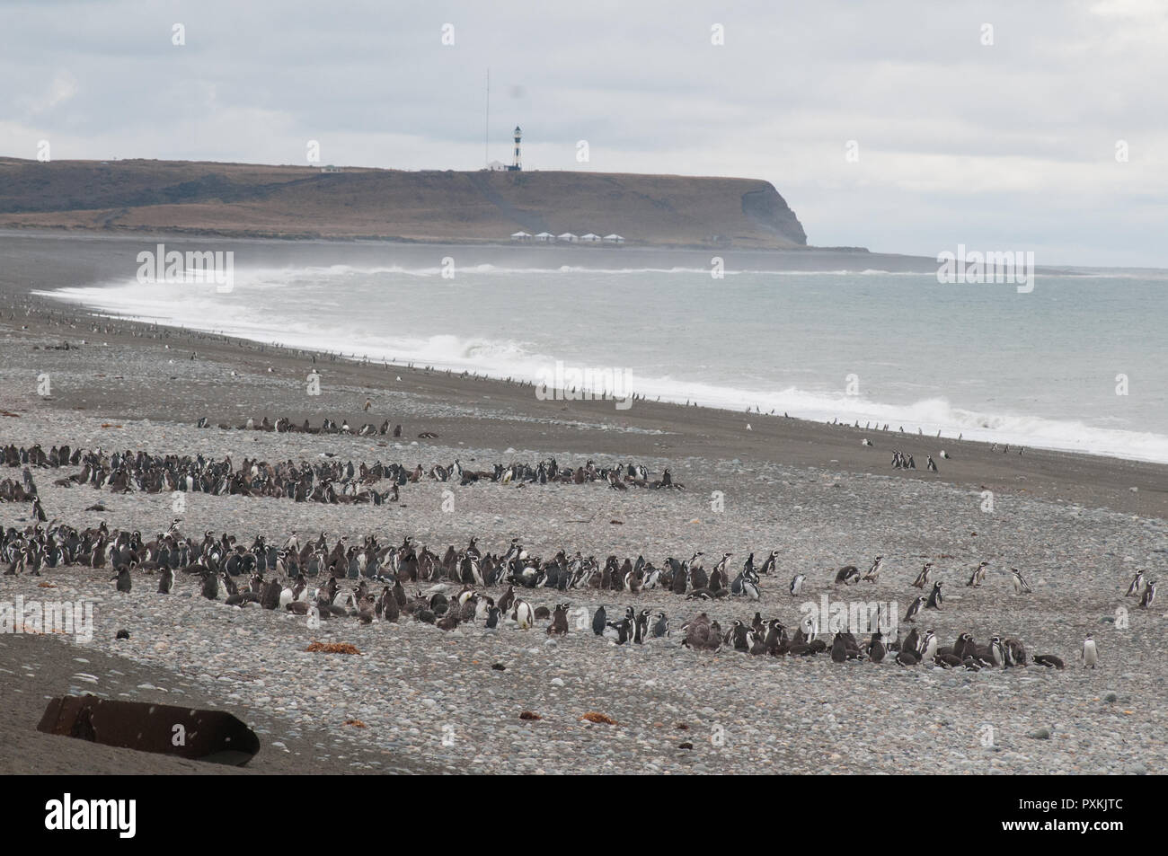 In the protected area dedicated to the Magellanic penguins, sulal beach ...