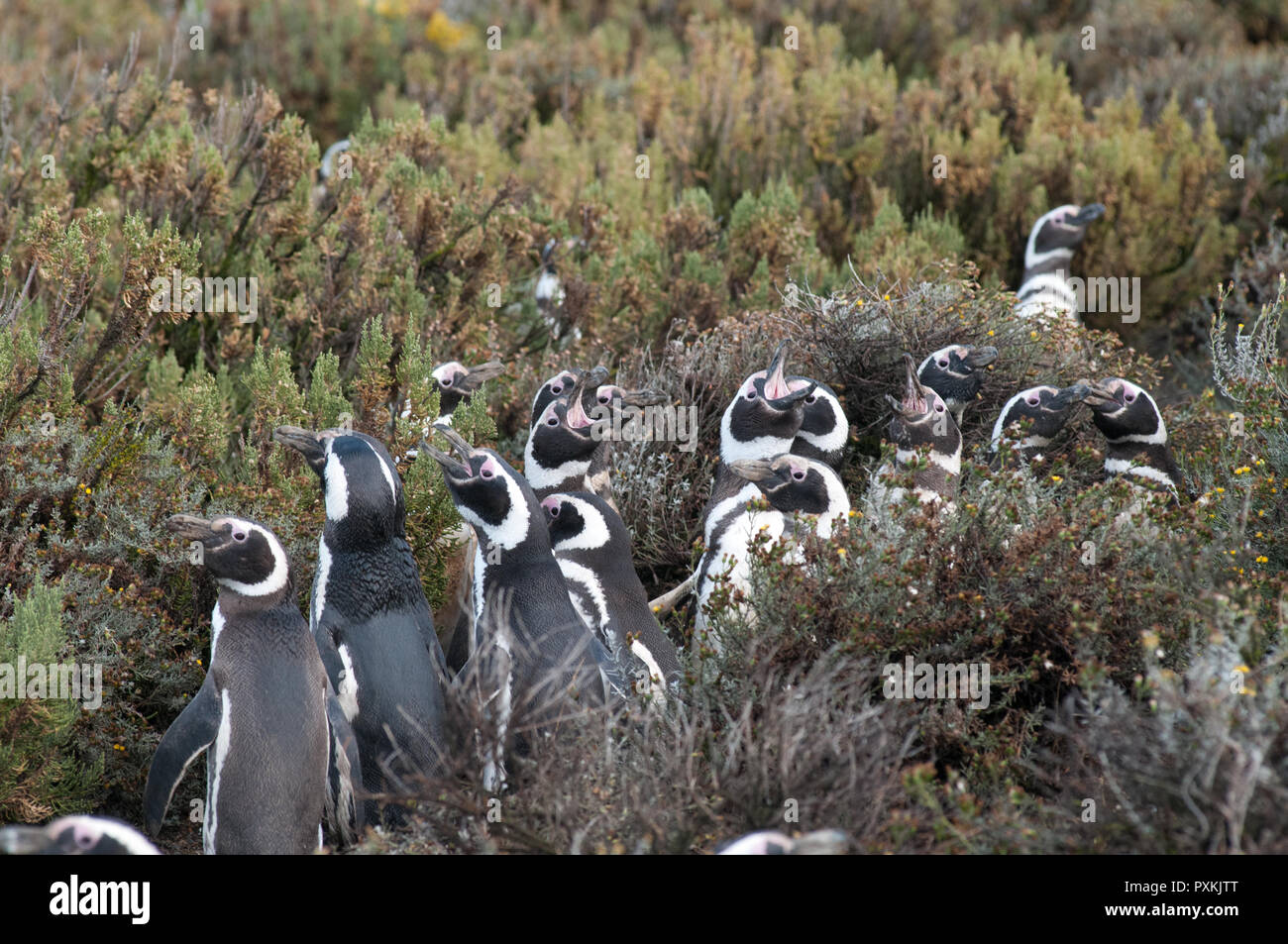 In the protected area dedicated to the Magellanic penguins, sulal beach ...