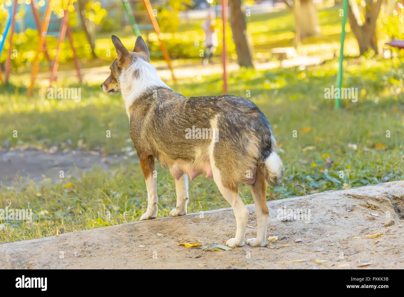 Brown nipples hi-res stock photography and images - Alamy