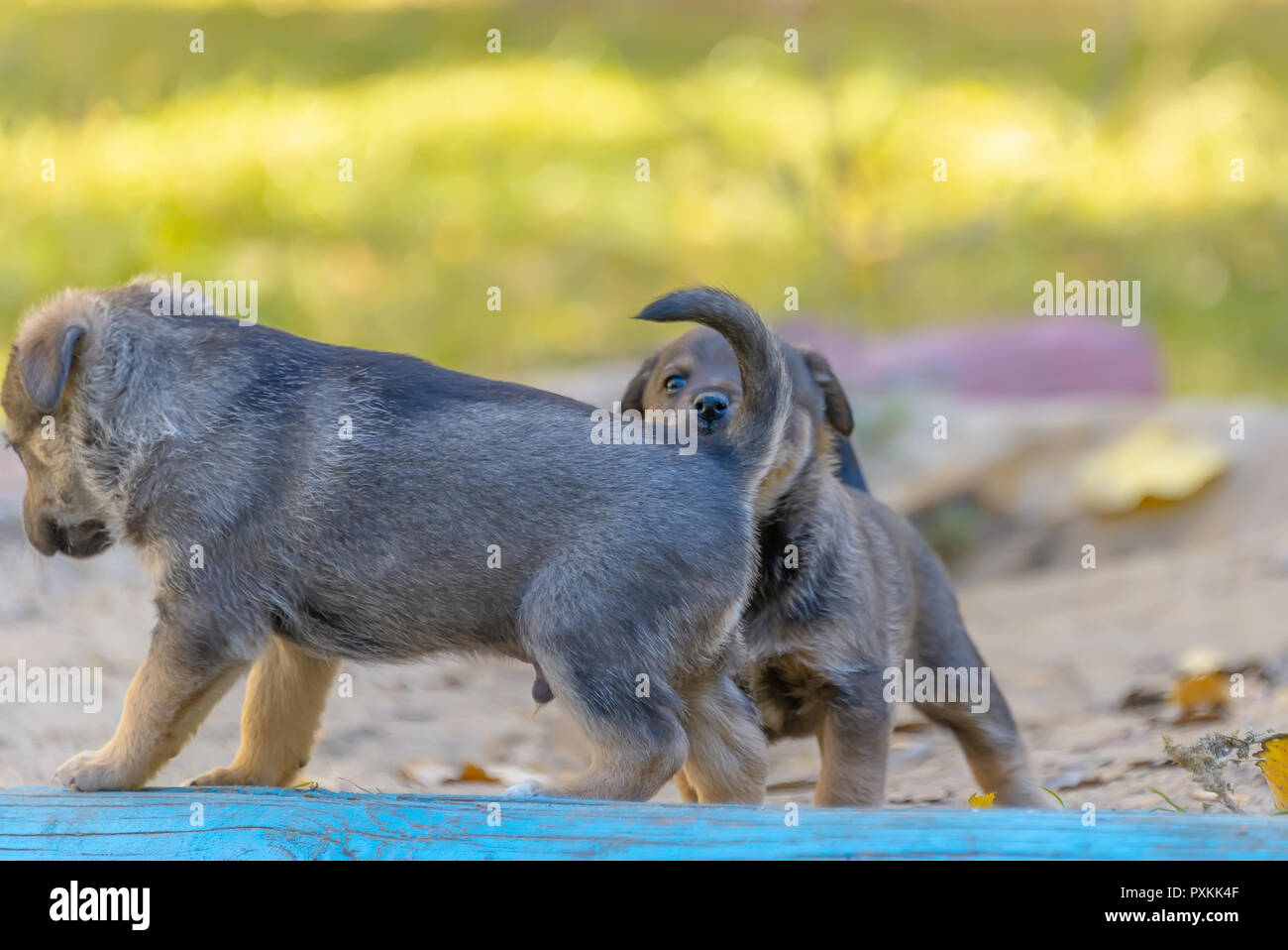 Mongrel puppies hi-res stock photography and images - Alamy
