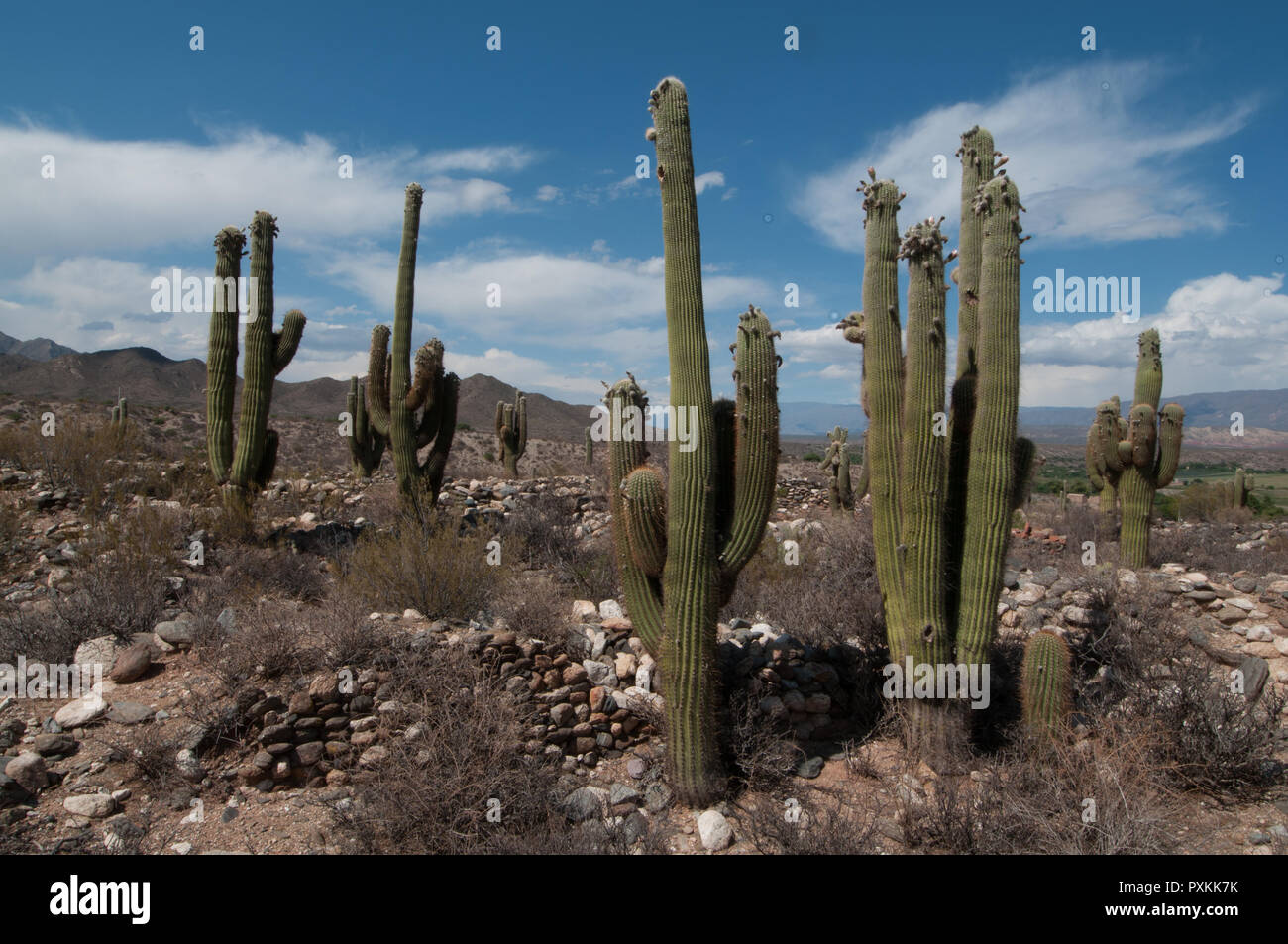 archaeological site of La Poma, a former outpost on Qapac-ñan Stock ...