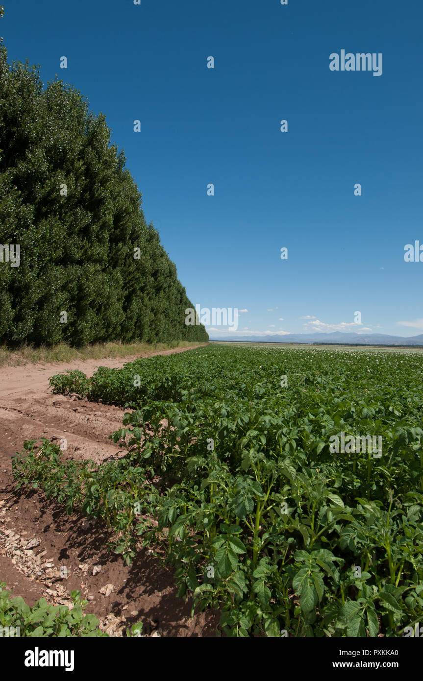 Potato filed hi-res stock photography and images - Alamy