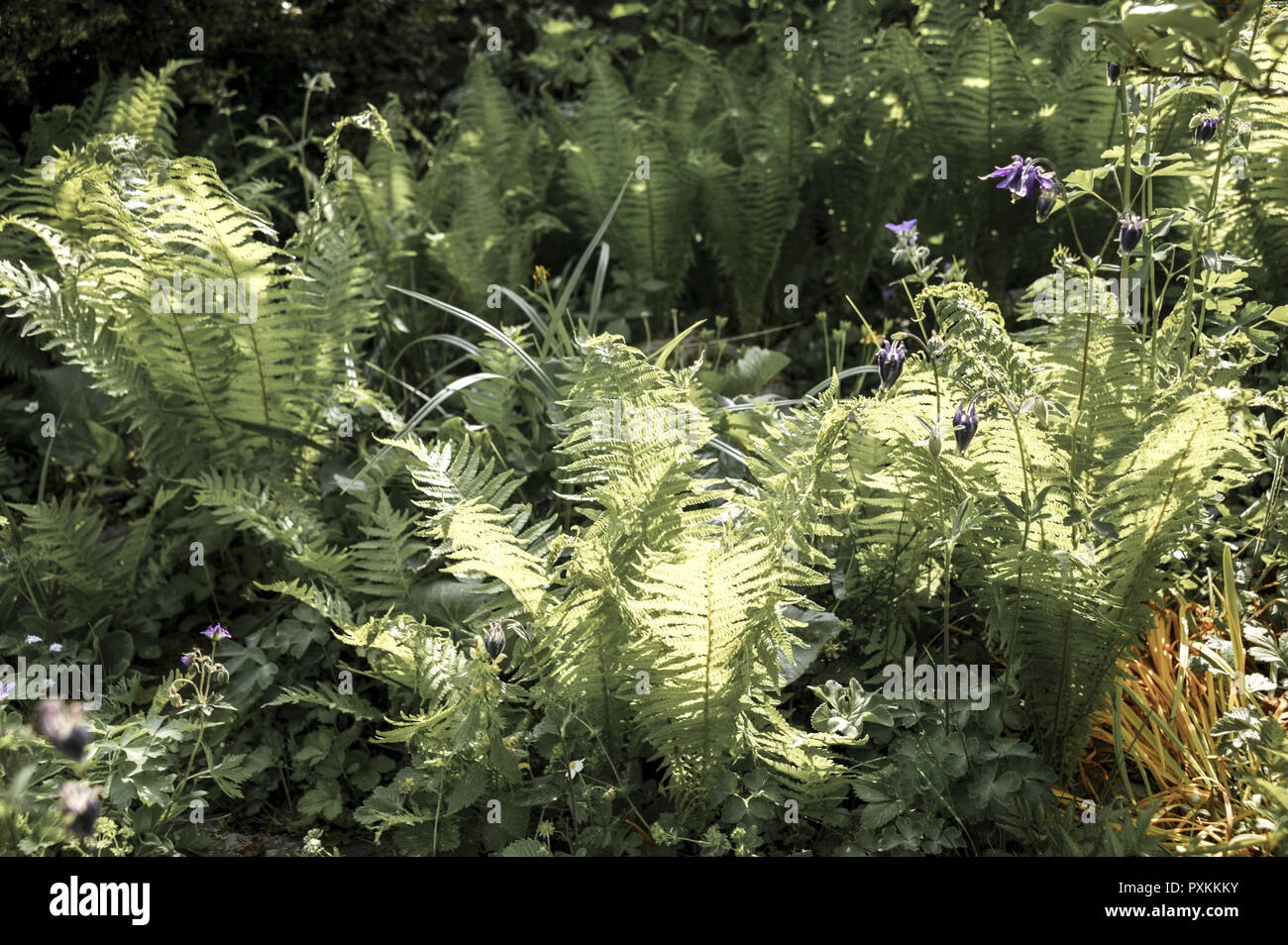 Fern sheets hi-res stock photography and images - Alamy