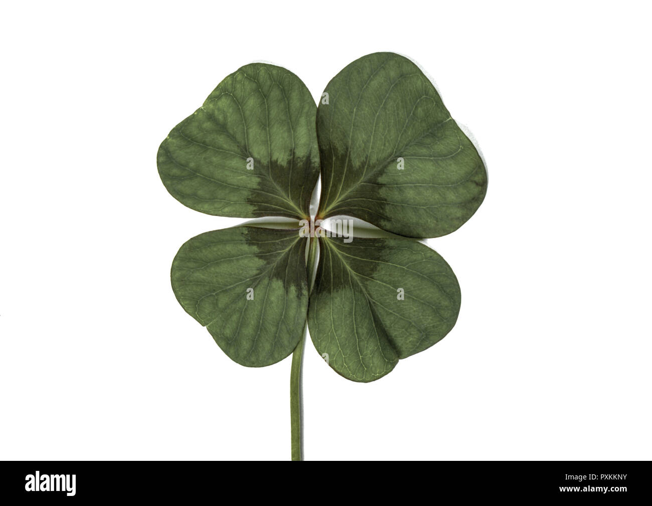 4 leaved Cut Out Stock Images & Pictures - Alamy