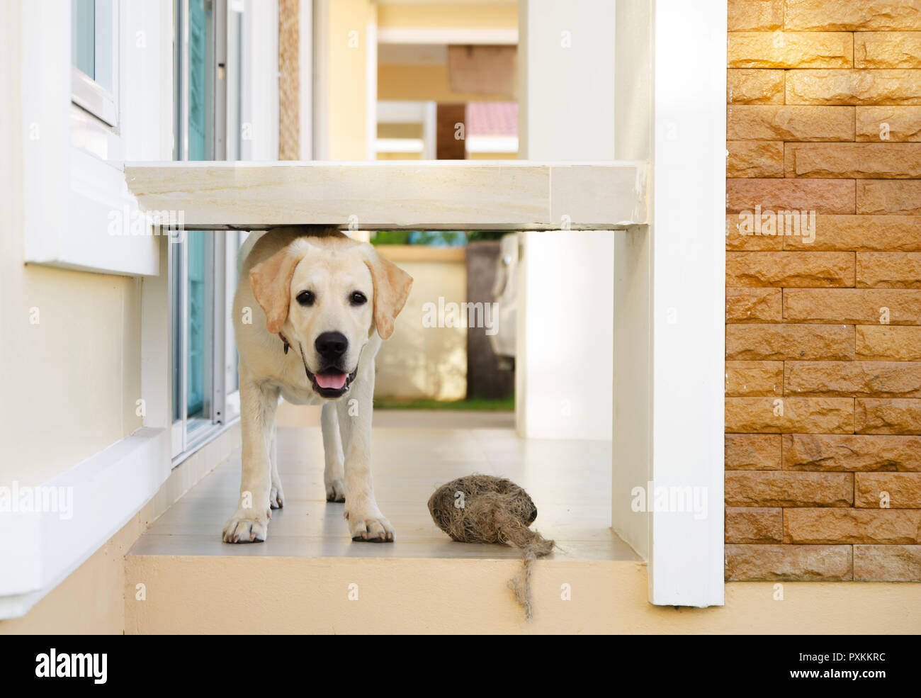Beautiful happy labrador Stock Photo - Alamy