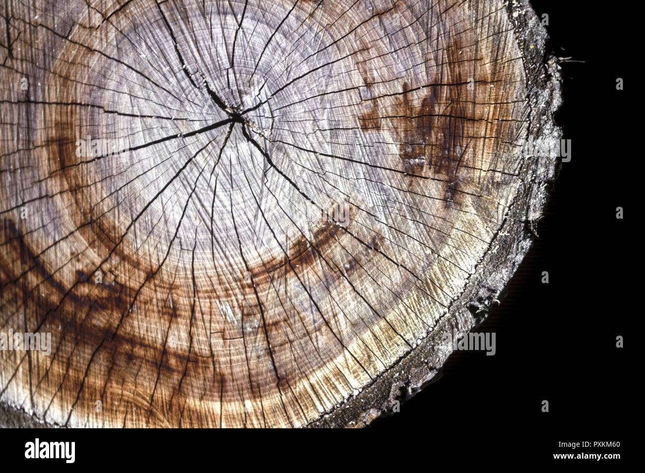 Transverse section tree hi-res stock photography and images - Alamy