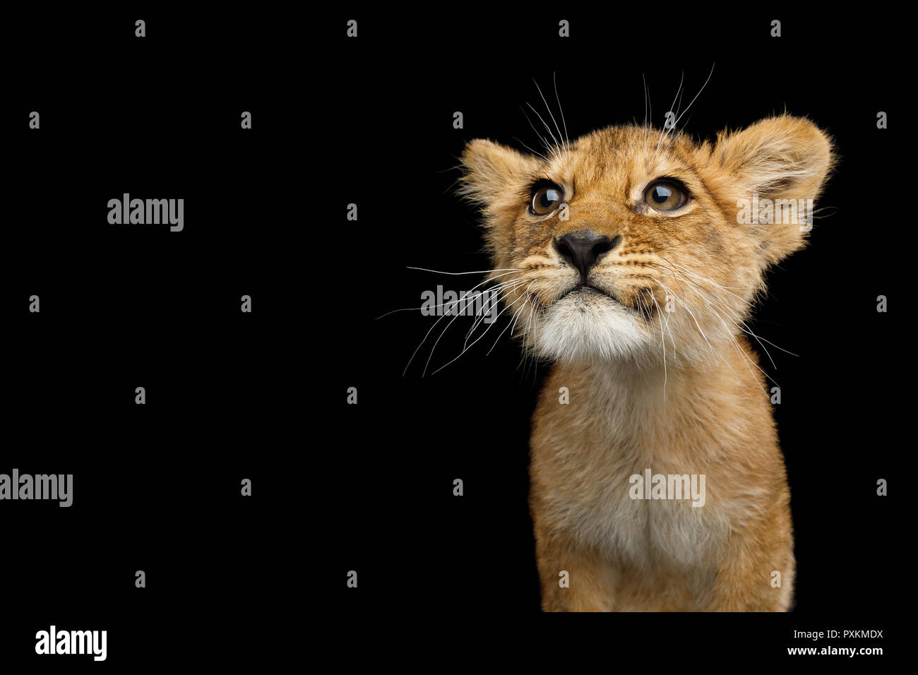 Portrait of Cute Lion Cub With Curious face looking for Isolated on ...