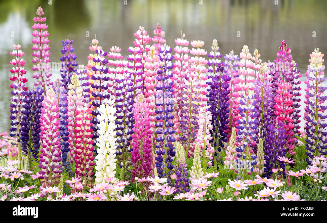 Closed up of beautiful multi color of lupine flower background Stock ...