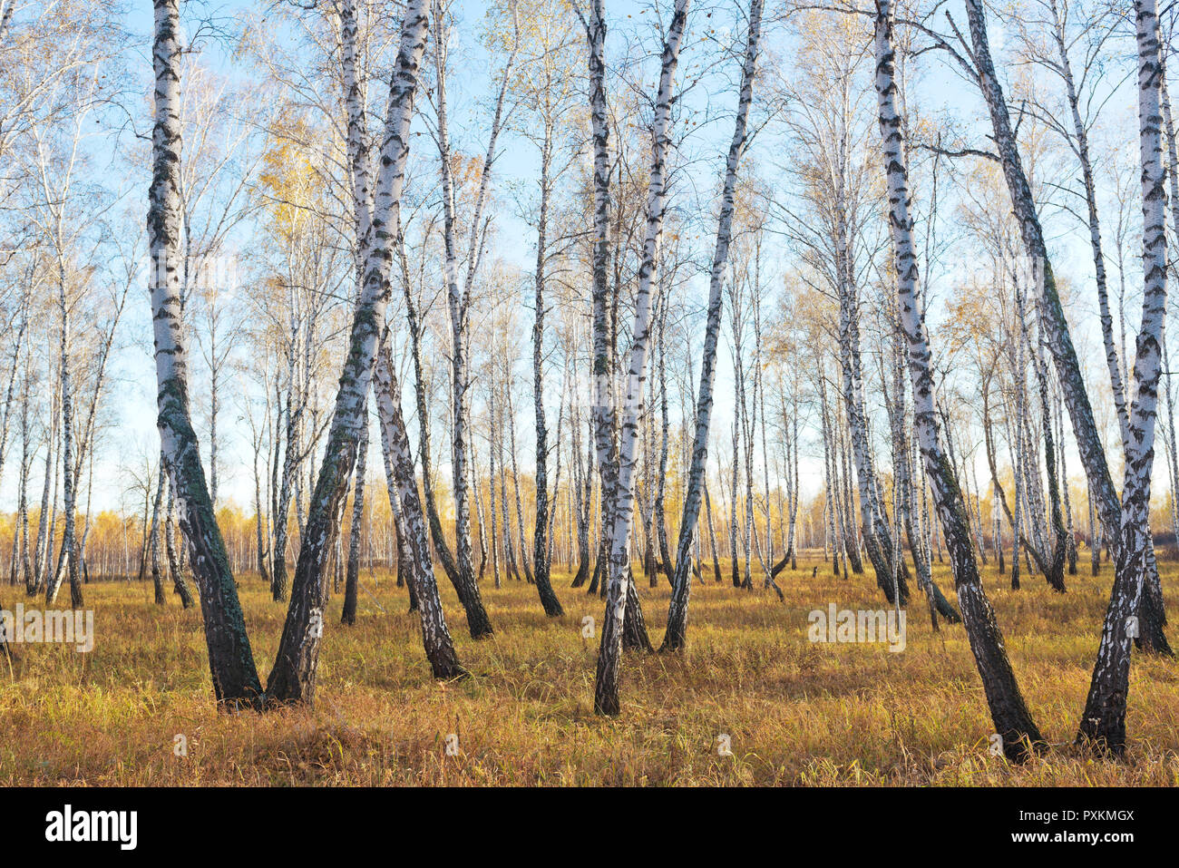 Autumn birch forest Stock Photo - Alamy