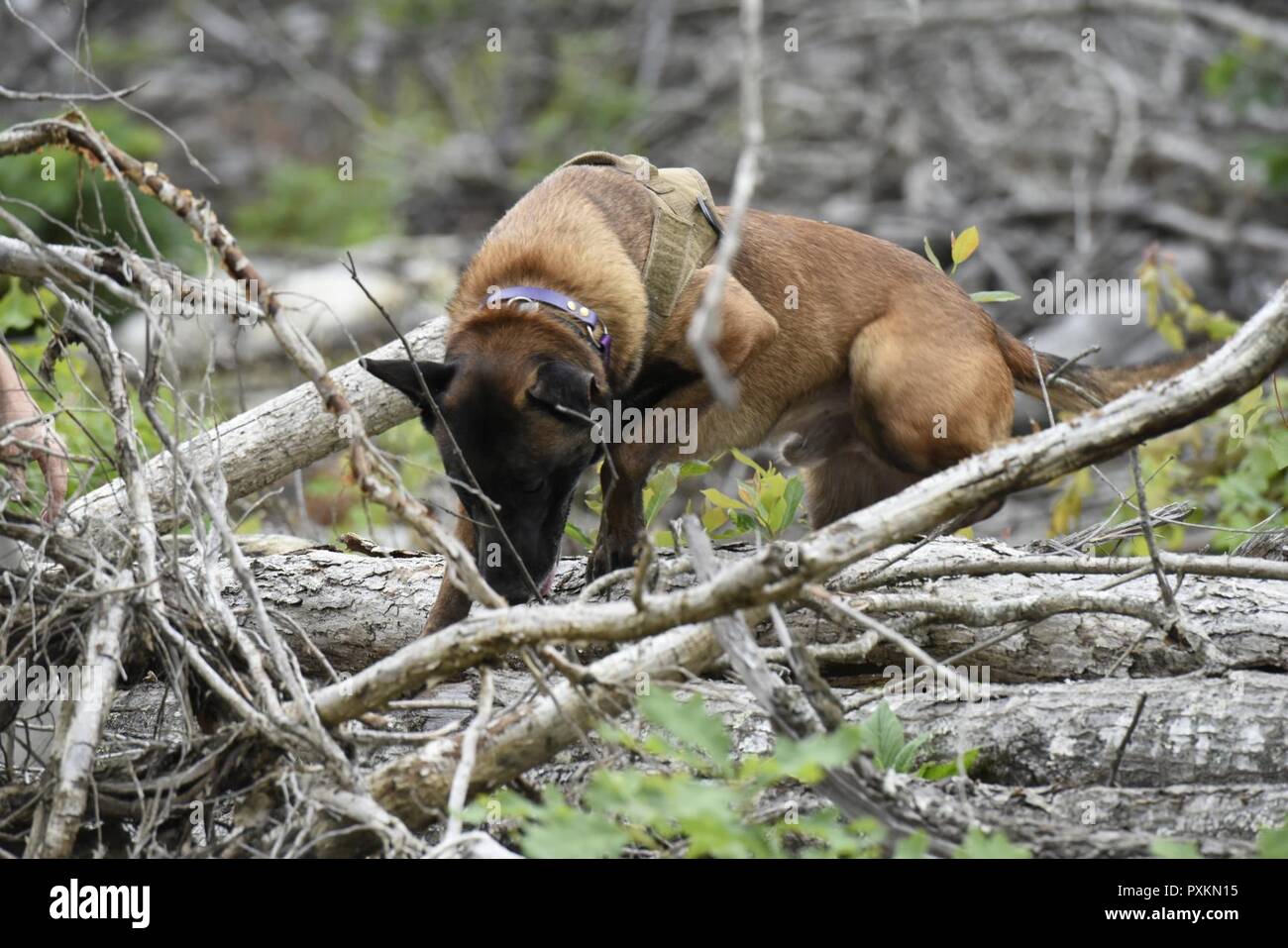 Cadaver dogs hi-res stock photography and images - Alamy