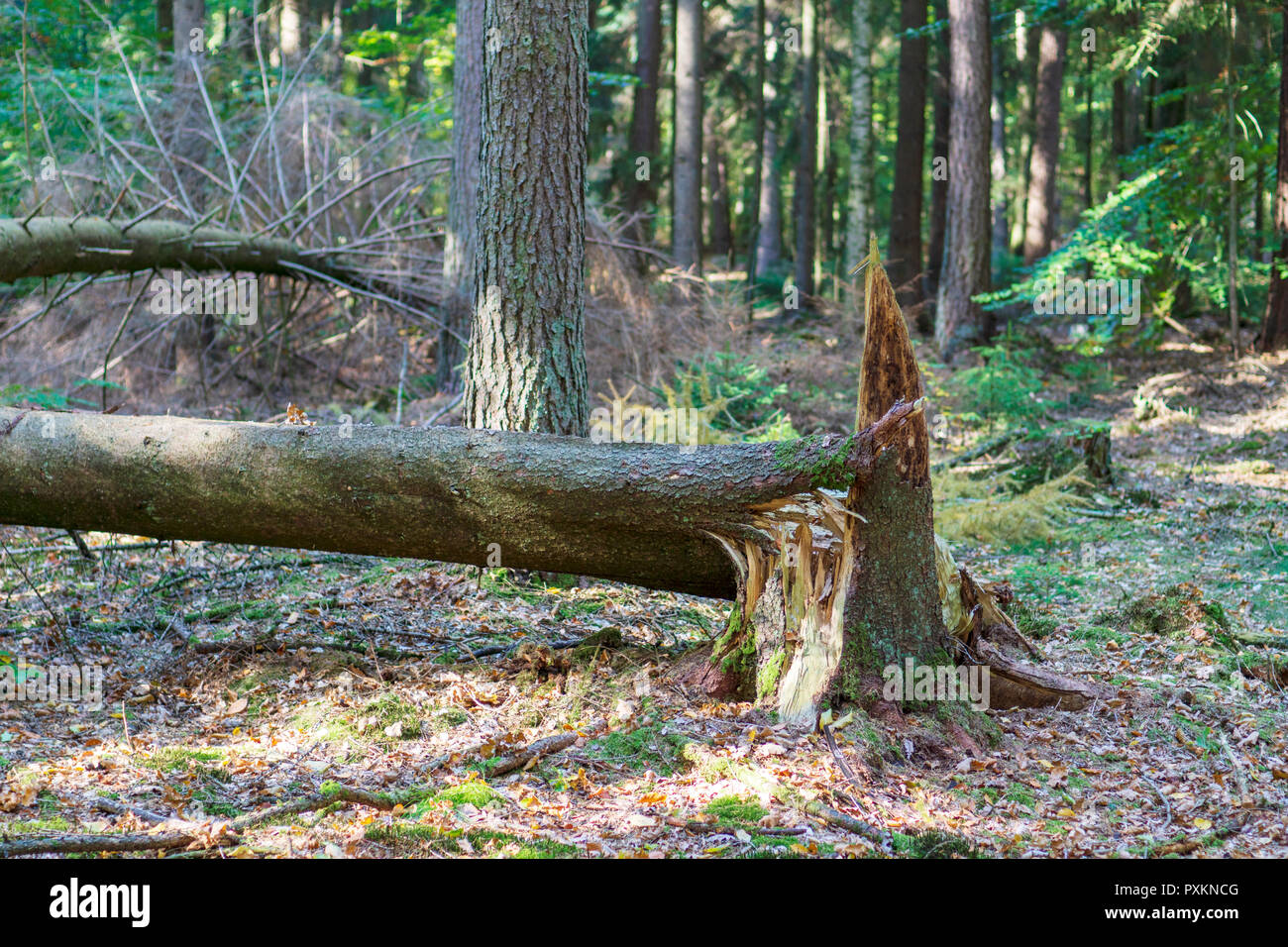 Destroyed forest hurricane hi-res stock photography and images - Alamy