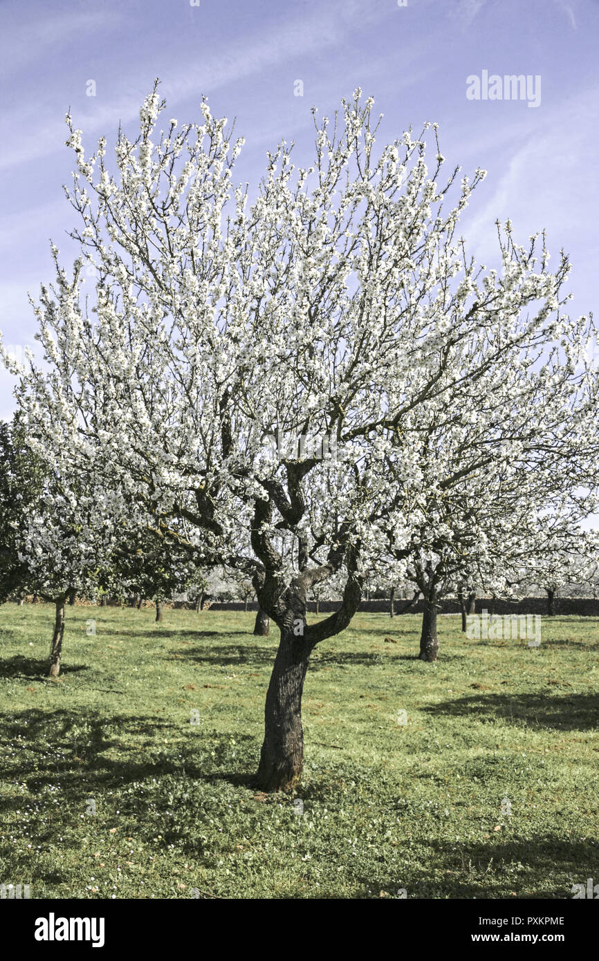 Spanien Mallorca Wiese Mandelbaeume Mandel Bluete Blueten Mandelbluete ...