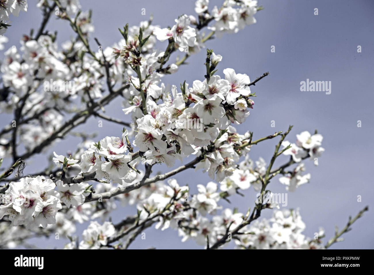 Spanien Mallorca Wiese Mandelbaeume Mandel Bluete Blueten Mandelbluete ...