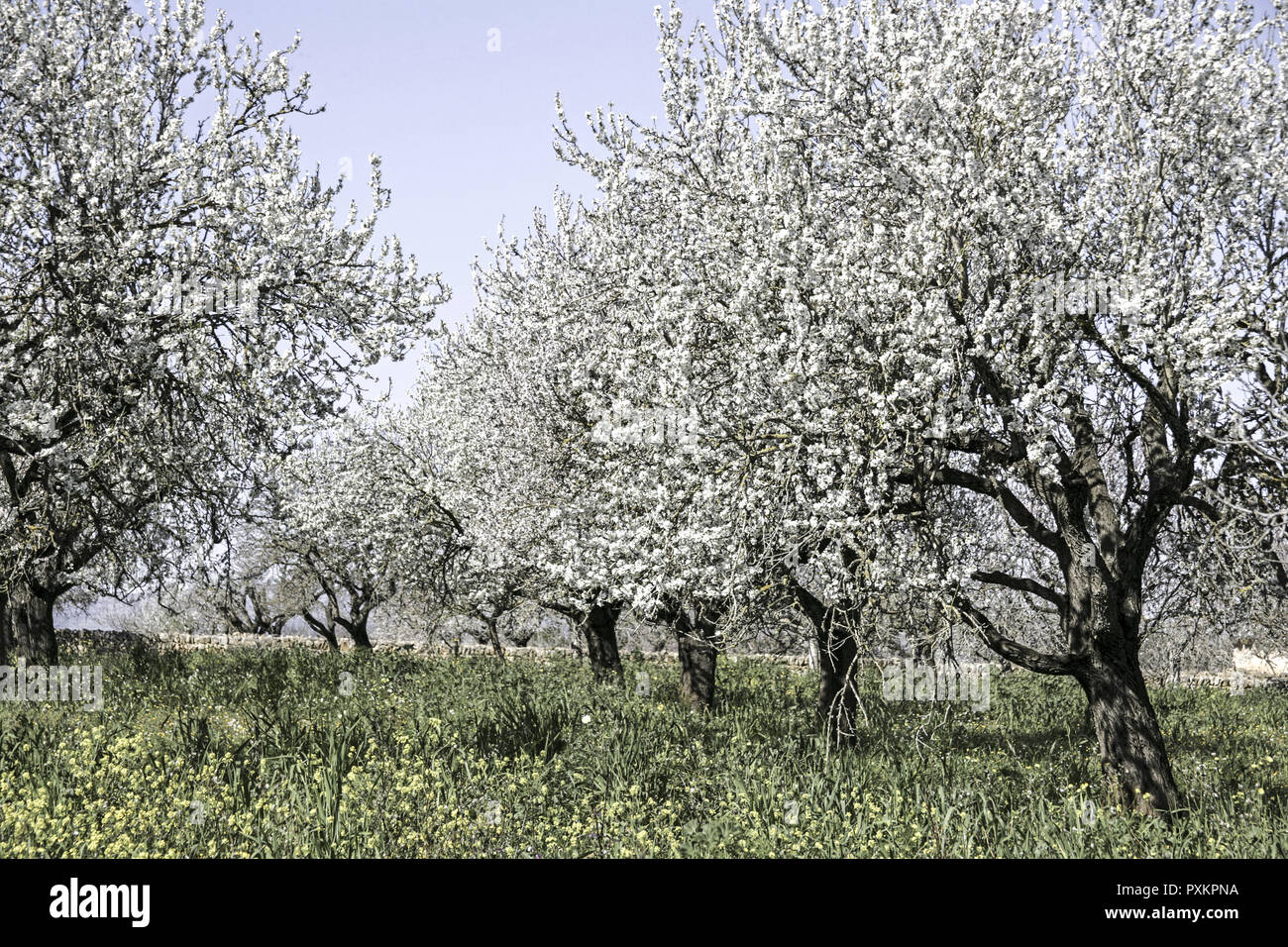 Spanien Mallorca Wiese Mandelbaeume Mandel Bluete Blueten Mandelbluete ...