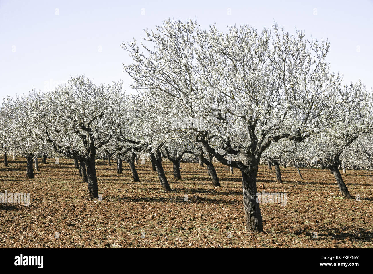 Spanien Mallorca Wiese Mandelbaeume Mandel Bluete Blueten Mandelbluete ...