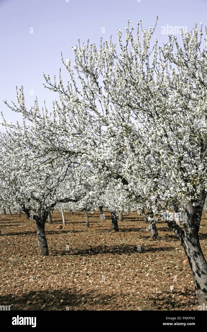Spanien Mallorca Wiese Mandelbaeume Mandel Bluete Blueten Mandelbluete ...