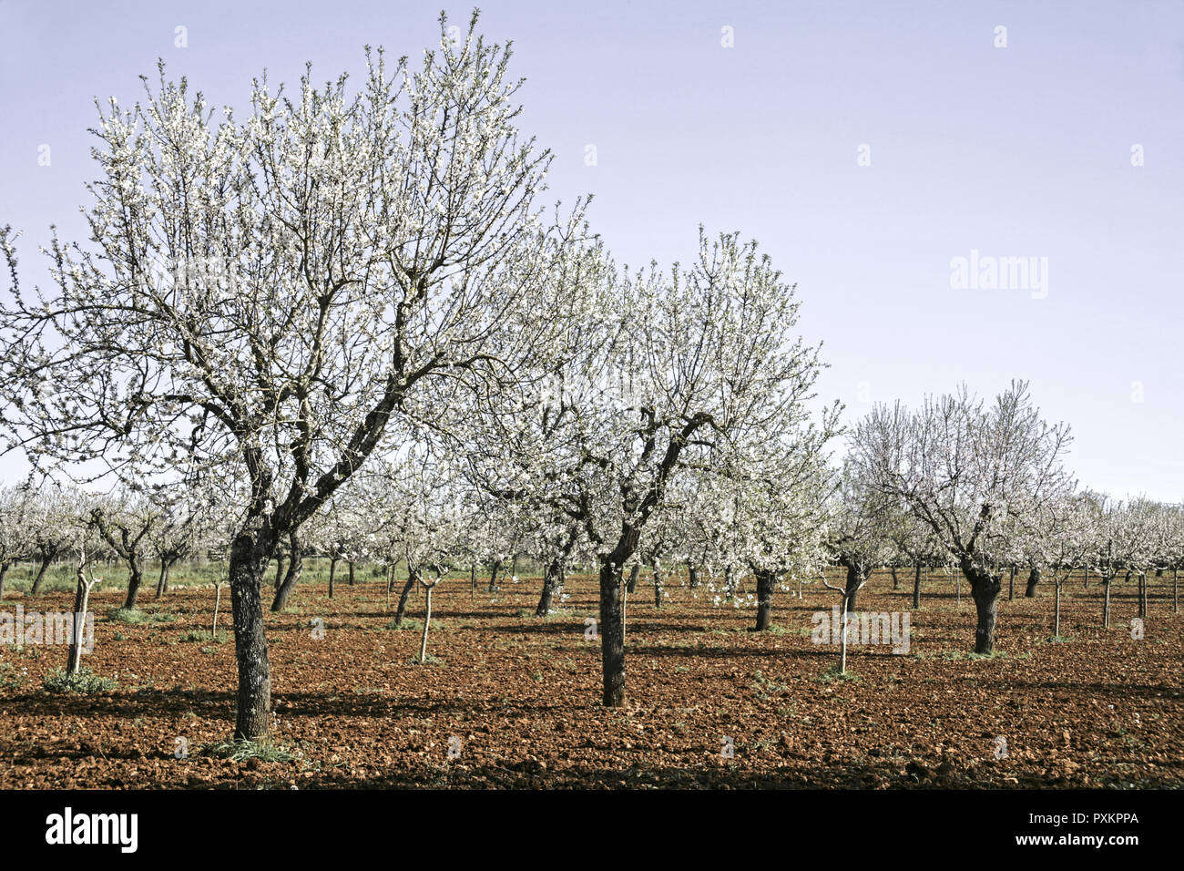 Spanien Mallorca Wiese Mandelbaeume Mandel Bluete Blueten Mandelbluete ...