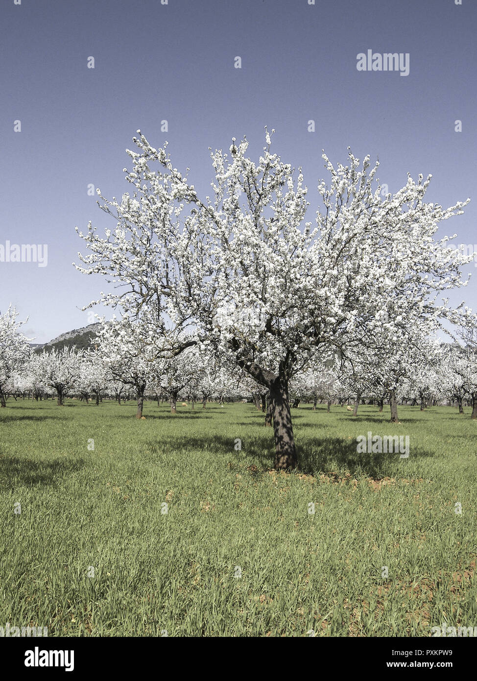 Spanien Mallorca Wiese Mandelbaeume Mandel Bluete Blueten Mandelbluete ...