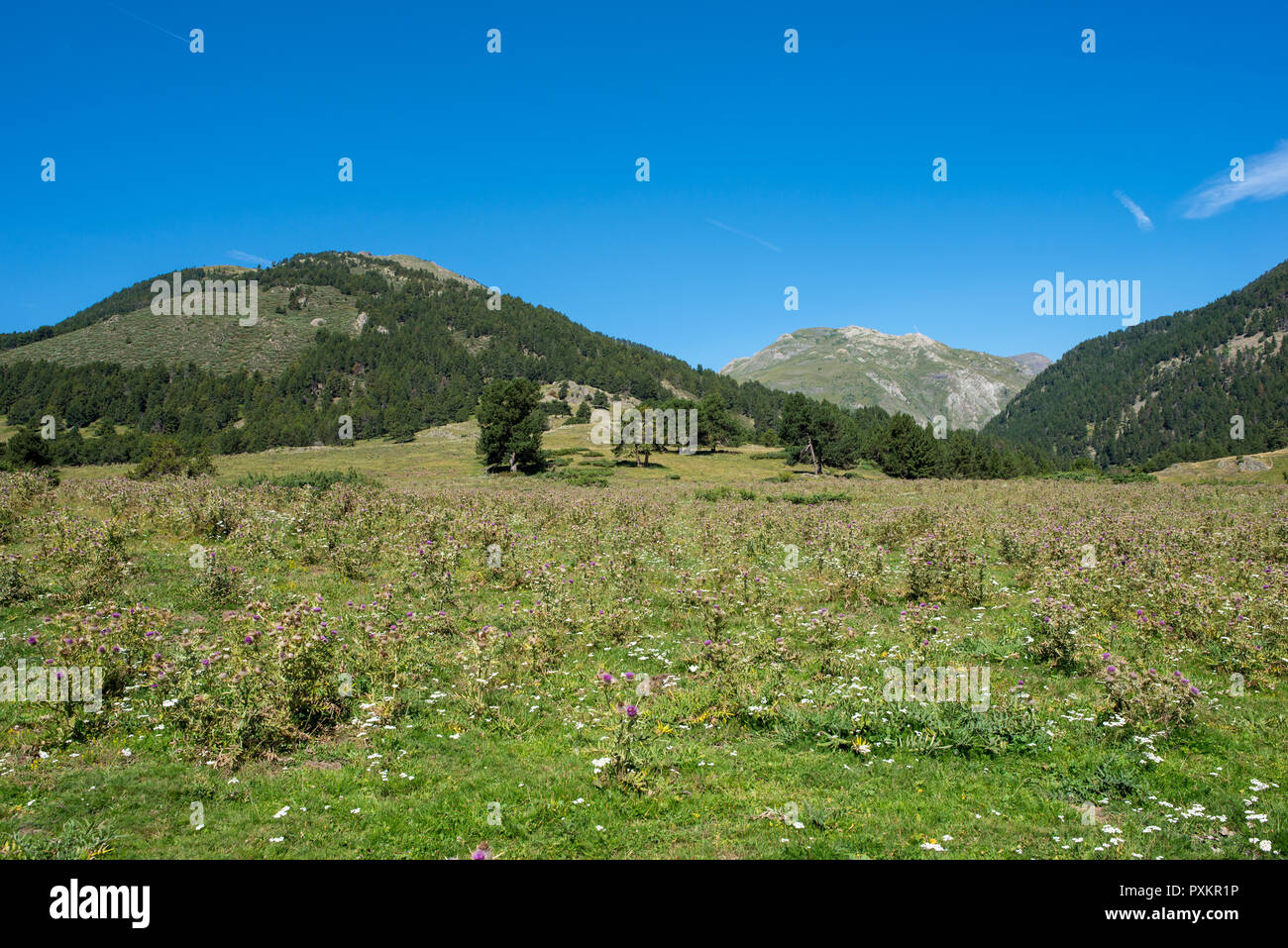 Road to Montgarri in the valley of Aran, Spain Stock Photo - Alamy