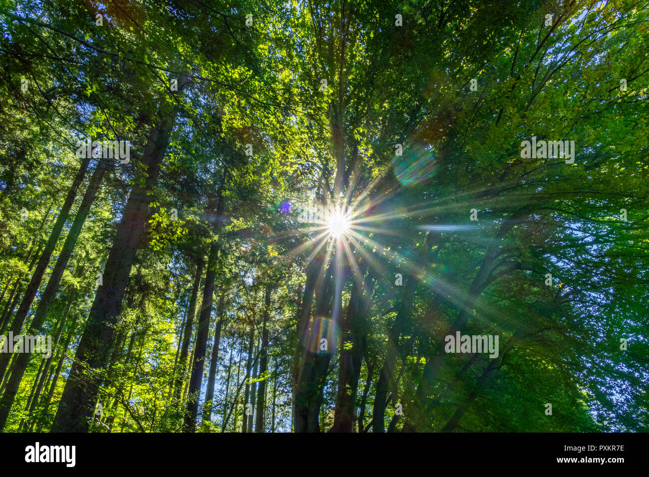 Sunbeams in a mixed forest at Ambach, Upper Bavaria, Bavaria Germany ...