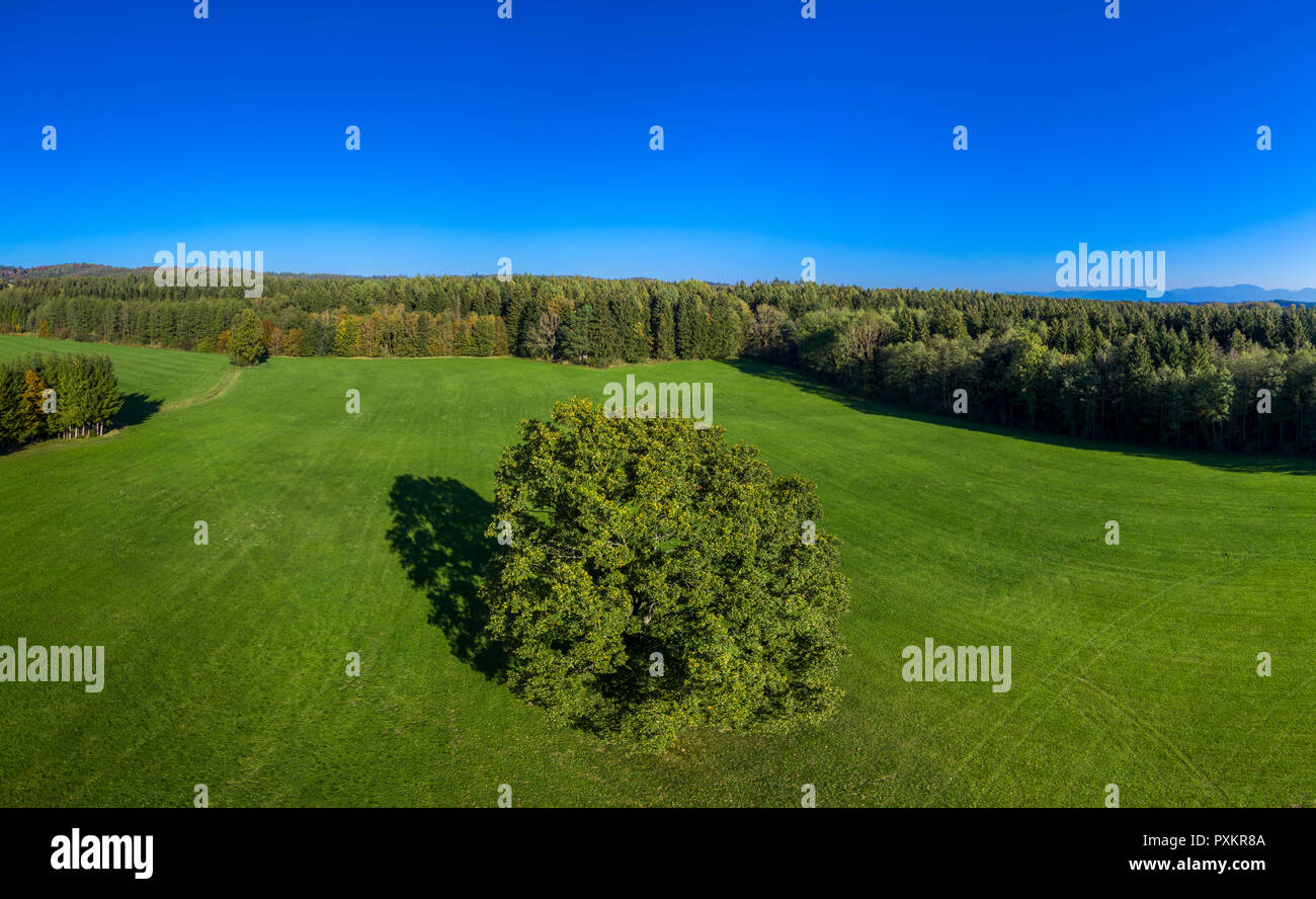 Aerial view oak tree hi-res stock photography and images - Alamy