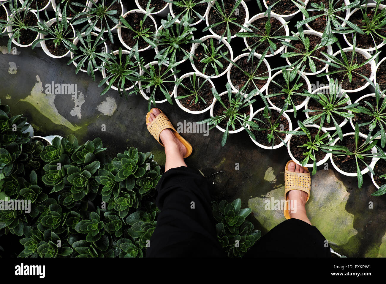 Woman top view feet hi-res stock photography and images - Alamy