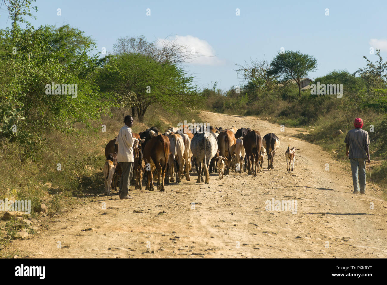 Two African men walk with cattle along a dusty rocky road in rural ...