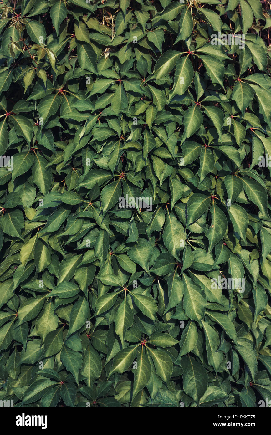 Full frame of overgrown creeper plant completely covering surface Stock ...