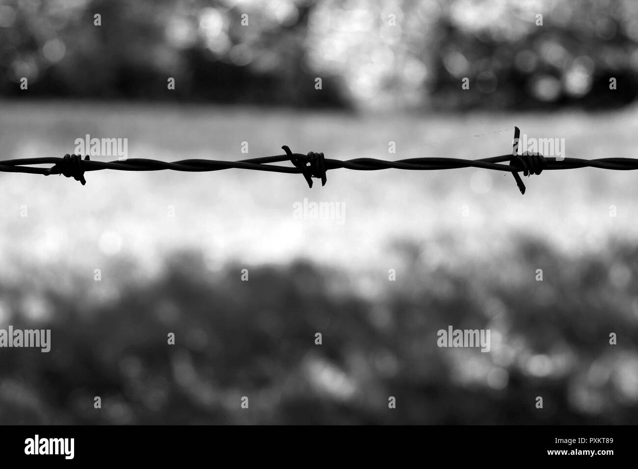 Black and white barbed wire silhouetted against a light grey background ...