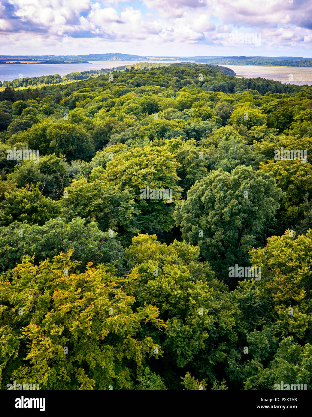 Aerial view over the trees in the forest with a view of the Baltic Sea ...