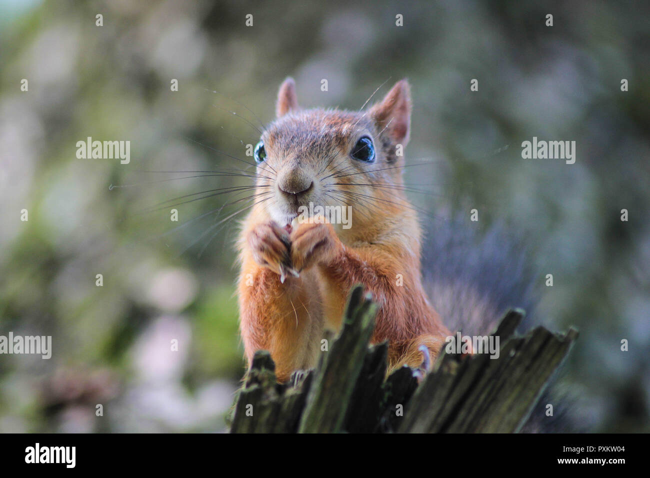 Squirrel eating nuts. Wild animals parks. Family of rodents Stock Photo ...