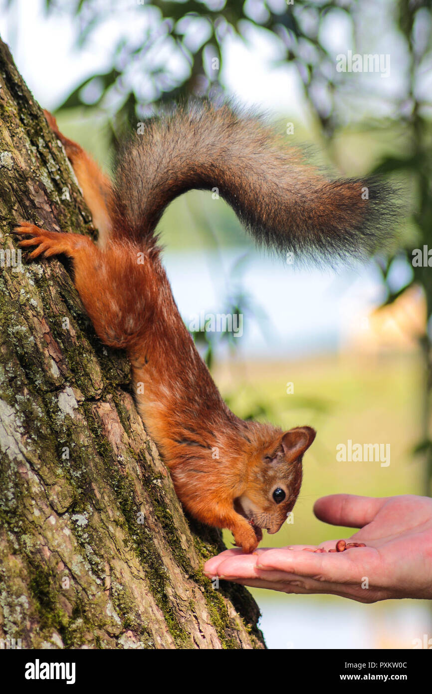 Squirrel eating nuts. Wild animals parks. Family of rodents Stock Photo ...