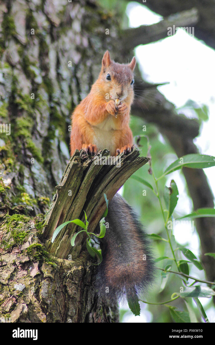 Squirrel eating nuts. Wild animals parks. Family of rodents Stock Photo ...