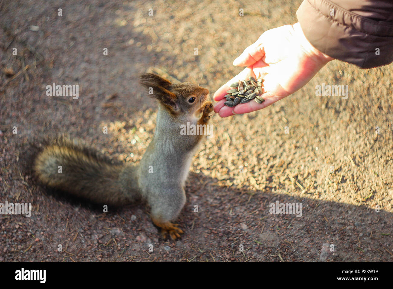 Squirrel eating nuts. Wild animals parks. Family of rodents Stock Photo ...