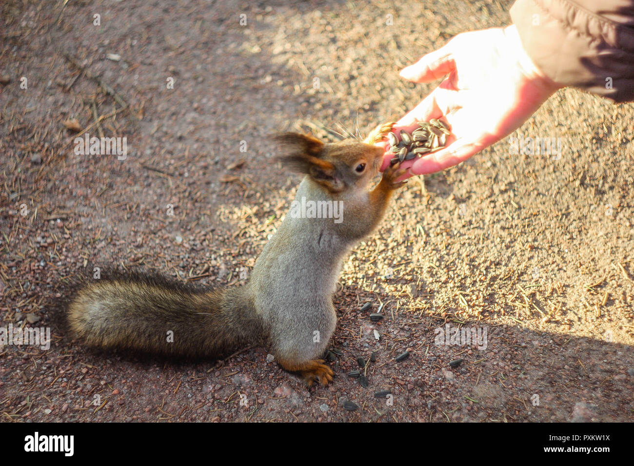 Squirrel eating nuts. Wild animals parks. Family of rodents Stock Photo ...