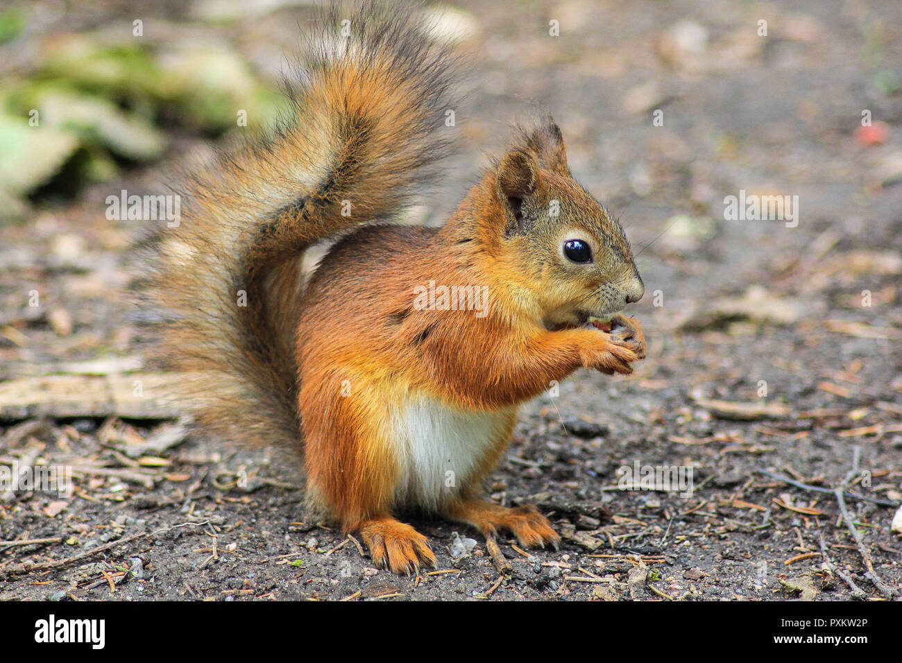Squirrel eating nuts. Wild animals parks. Family of rodents Stock Photo ...