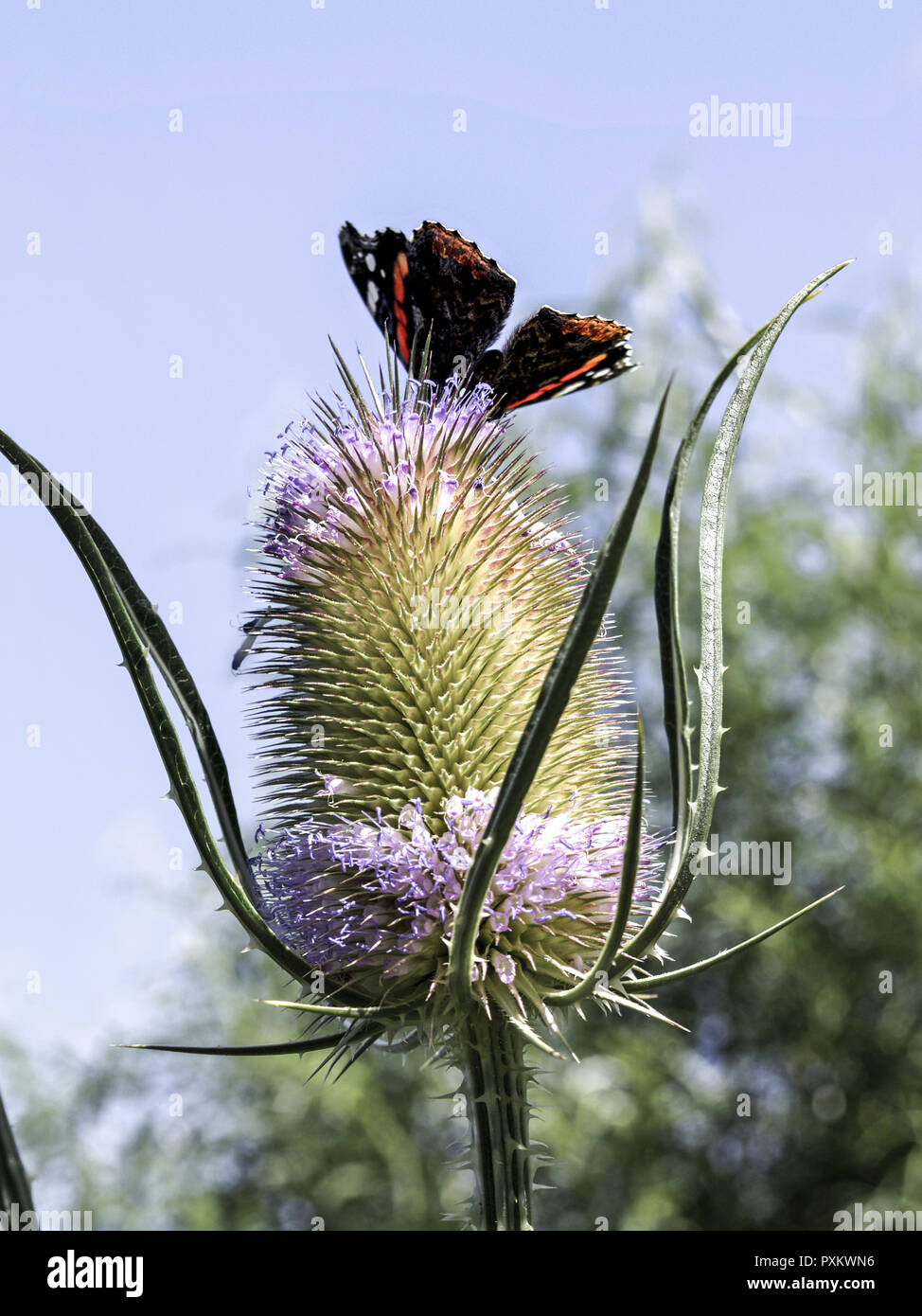 Aussenaufnahme, Distel, Distelfalter, Falter, Insekt, Insekten, Makro ...