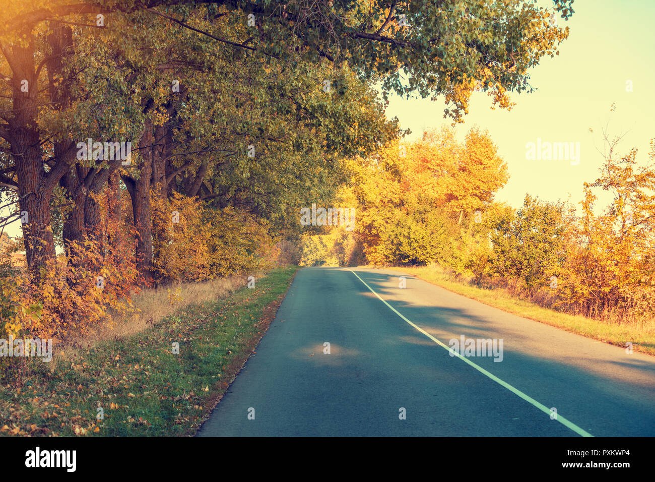 Trees yellow autumn leaves roadside hi-res stock photography and images ...